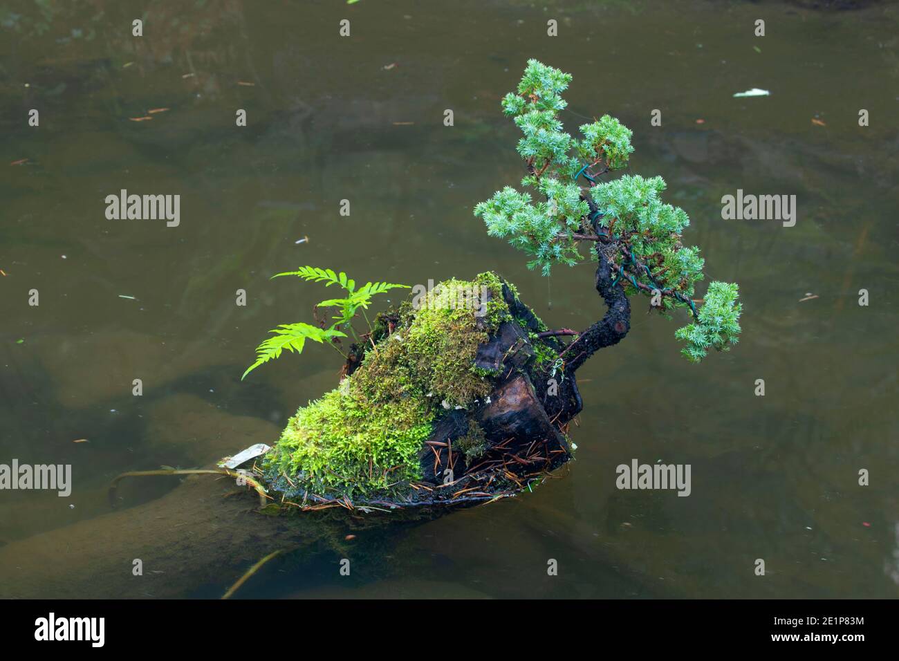 Bonsai tree, Jenkins Estate Park, Beaverton, Oregon Stock Photo - Alamy