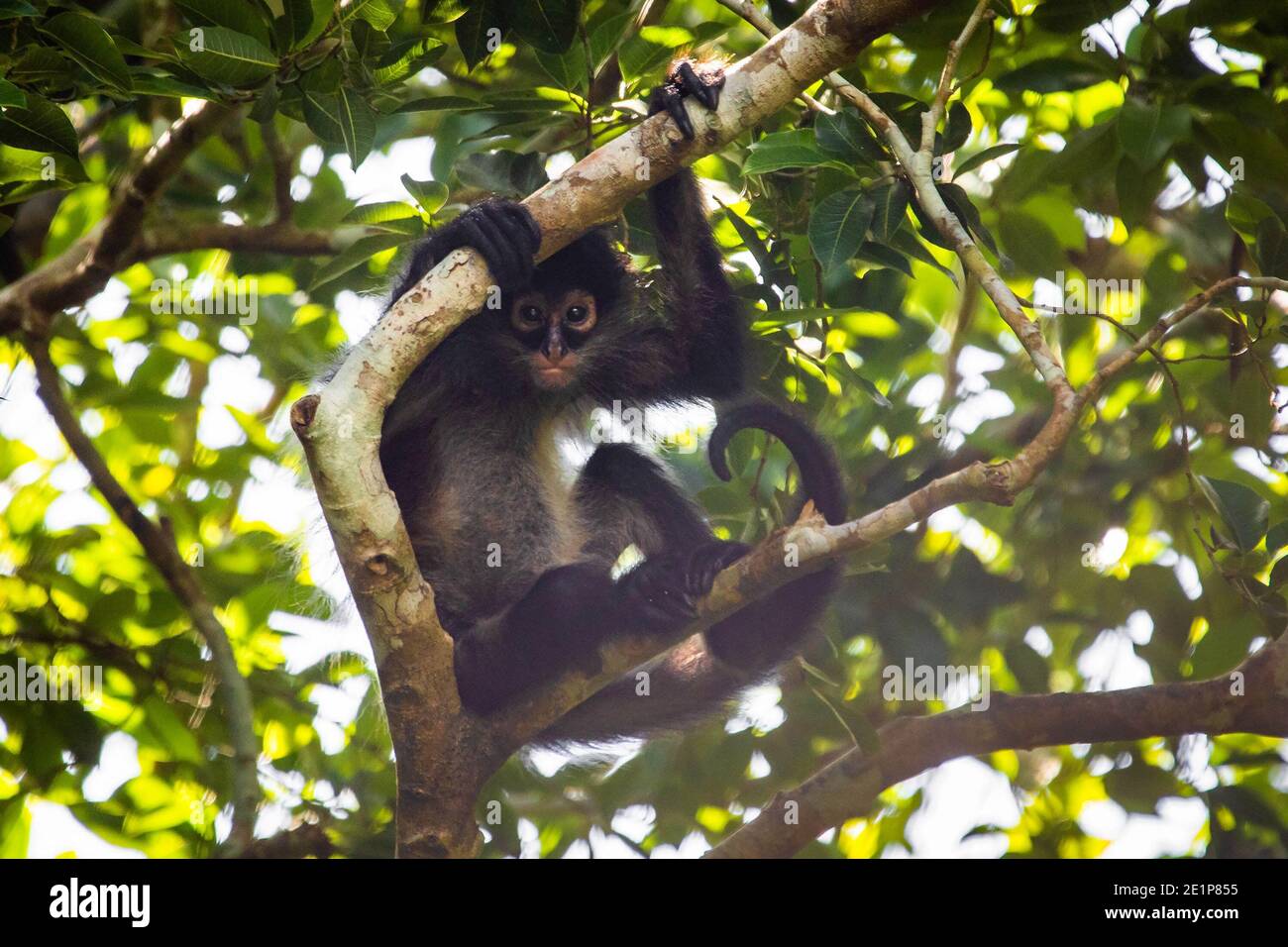 Cute adorable spider monkey close up natural habitat in jungle on the ...