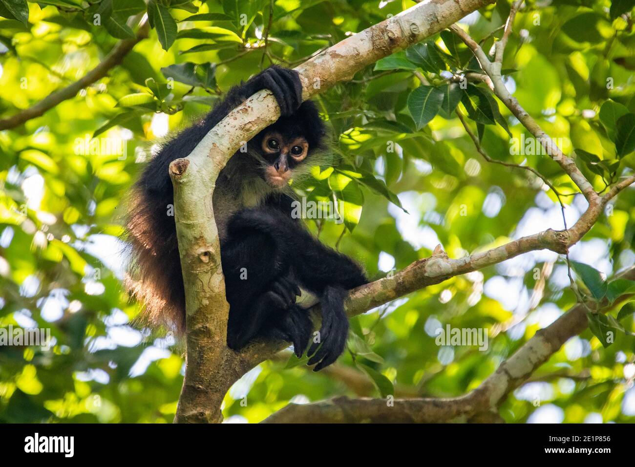 Cute adorable spider monkey close up natural habitat in jungle on the ...