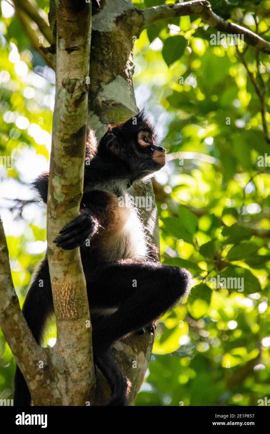 Cute adorable spider monkey close up natural habitat in jungle on the ...
