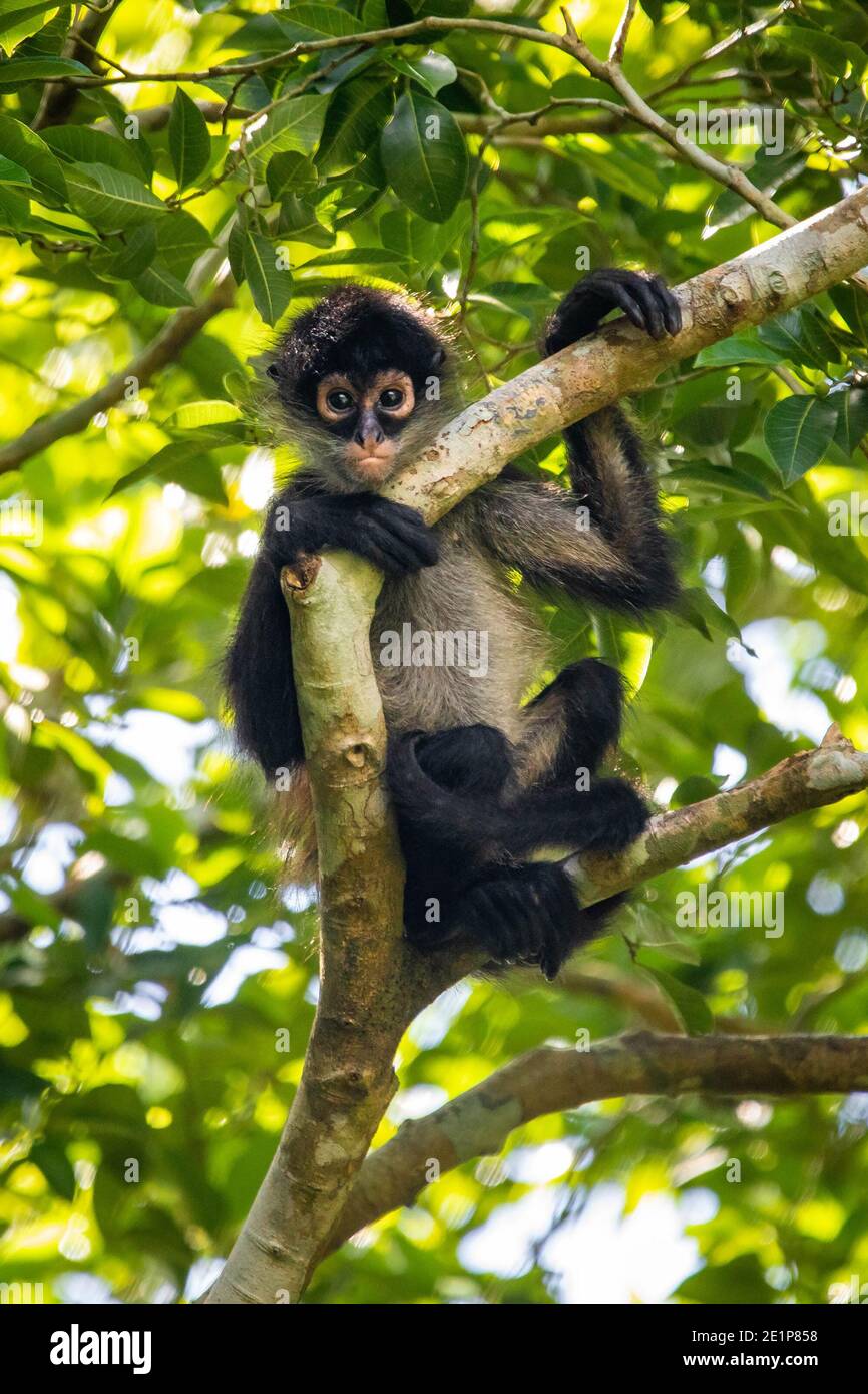 Cute adorable spider monkey close up natural habitat in jungle on the ...