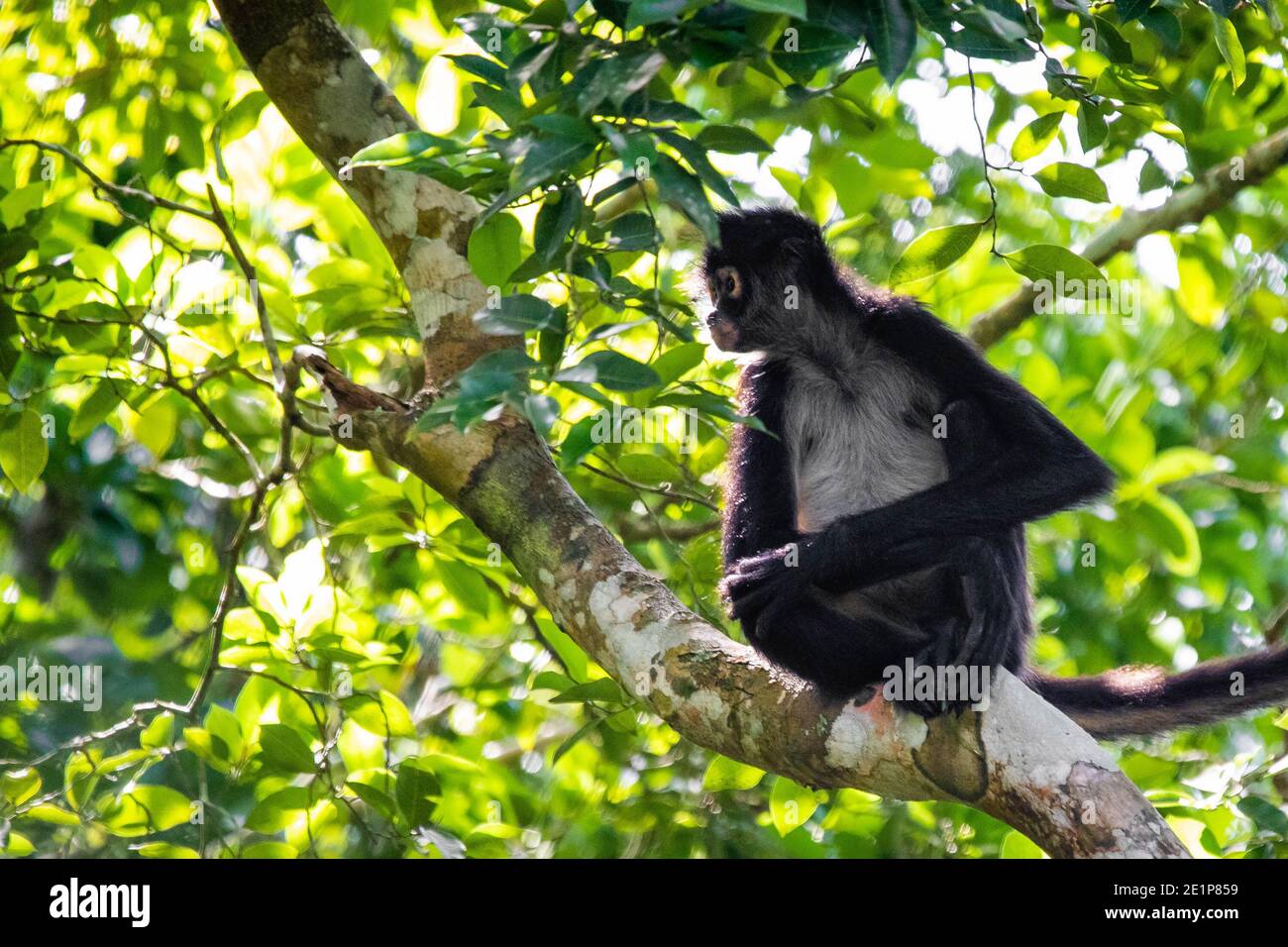 Cute adorable spider monkey close up natural habitat in jungle on the ...