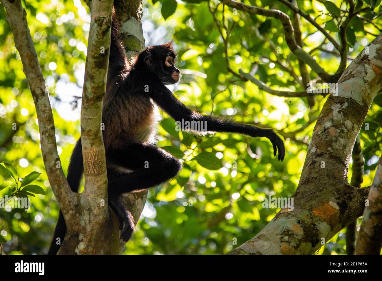 Cute adorable spider monkey close up natural habitat in jungle on the ...