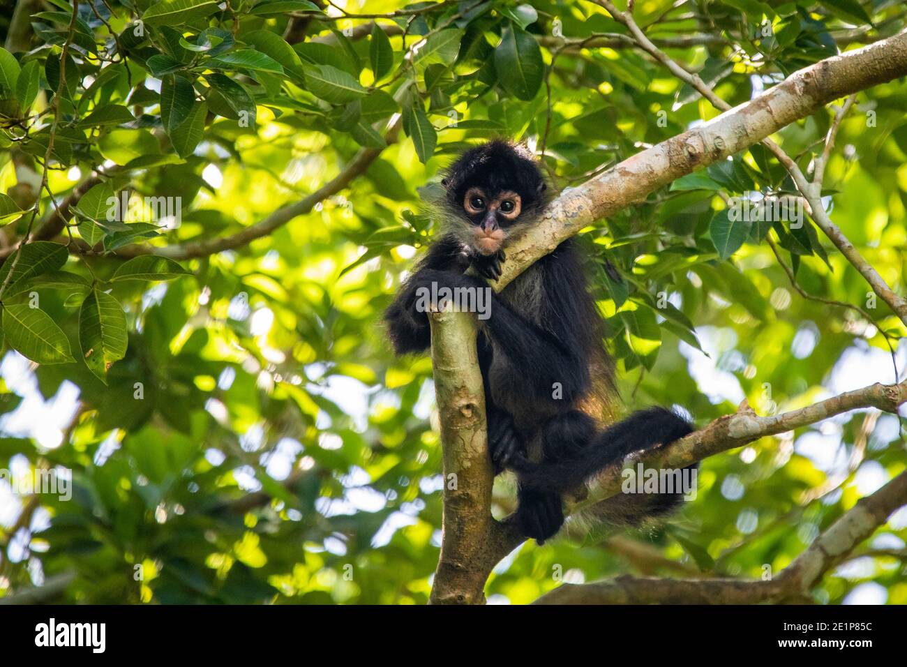 Cute adorable spider monkey close up natural habitat in jungle on the ...