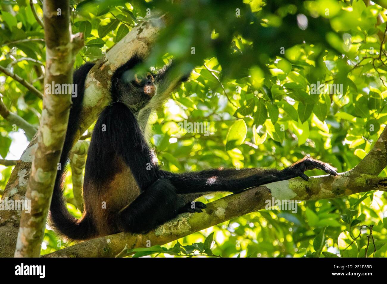 Cute adorable spider monkey close up natural habitat in jungle on the ...