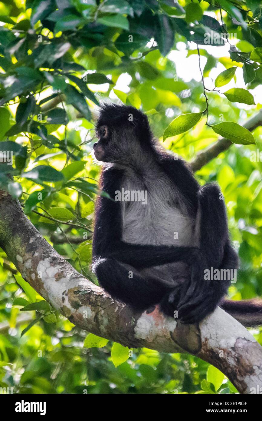 Cute adorable spider monkey close up natural habitat in jungle on the ...