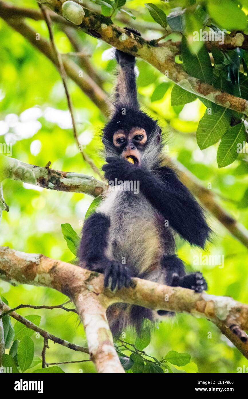 Cute adorable spider monkey close up natural habitat in jungle on the ...
