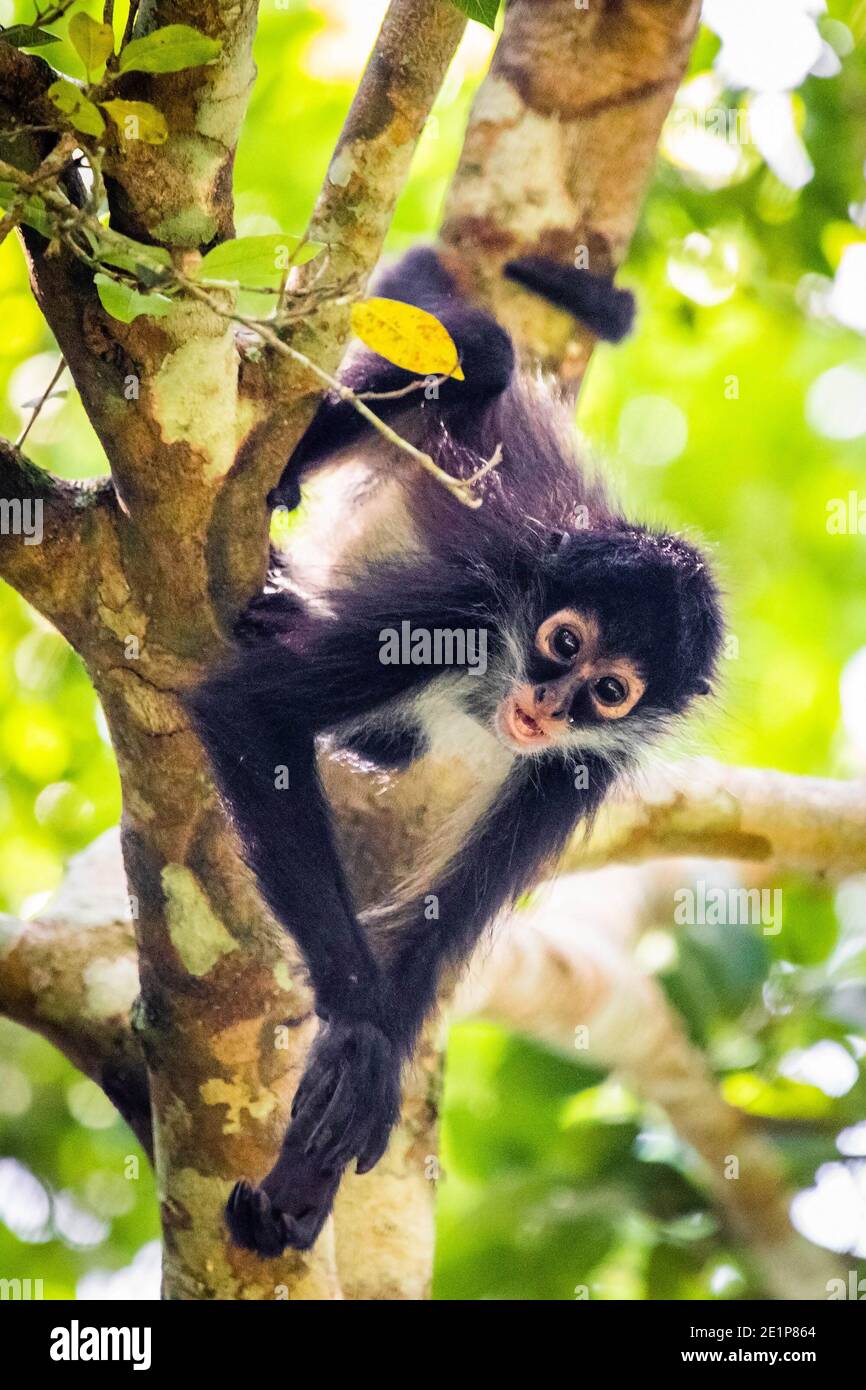 Cute adorable spider monkey close up natural habitat in jungle on the ...