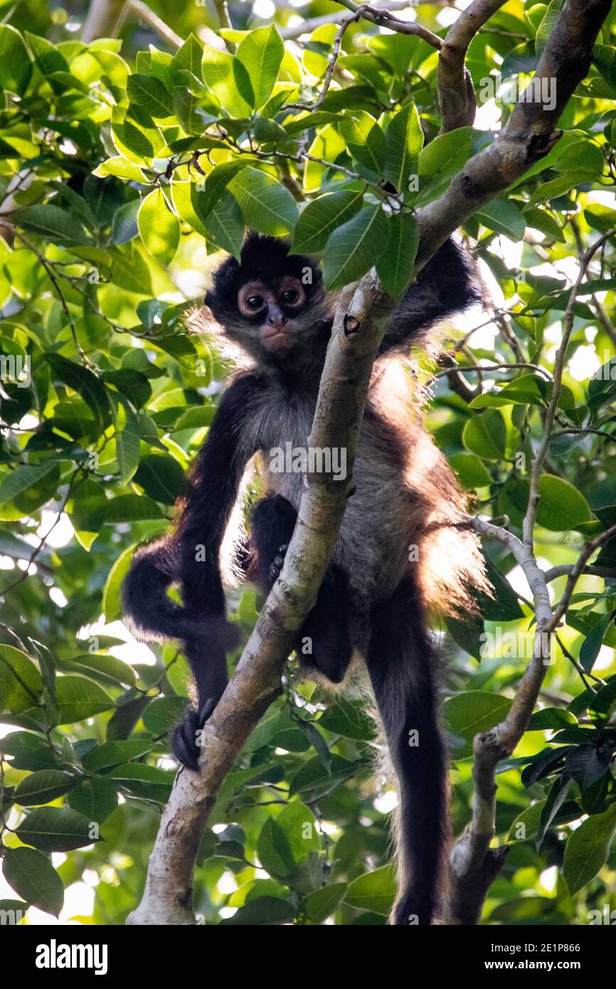Cute adorable spider monkey close up natural habitat in jungle on the ...