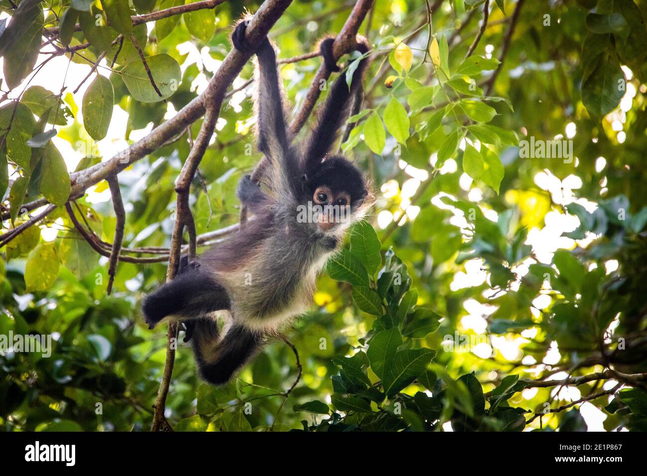 Cute adorable spider monkey close up natural habitat in jungle on the ...