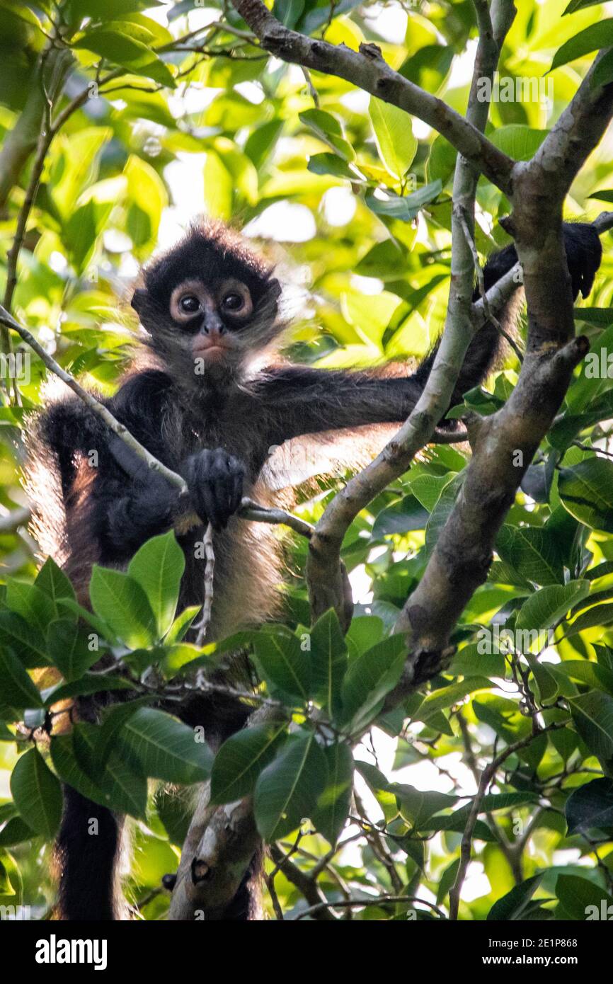 Cute adorable spider monkey close up natural habitat in jungle on the ...