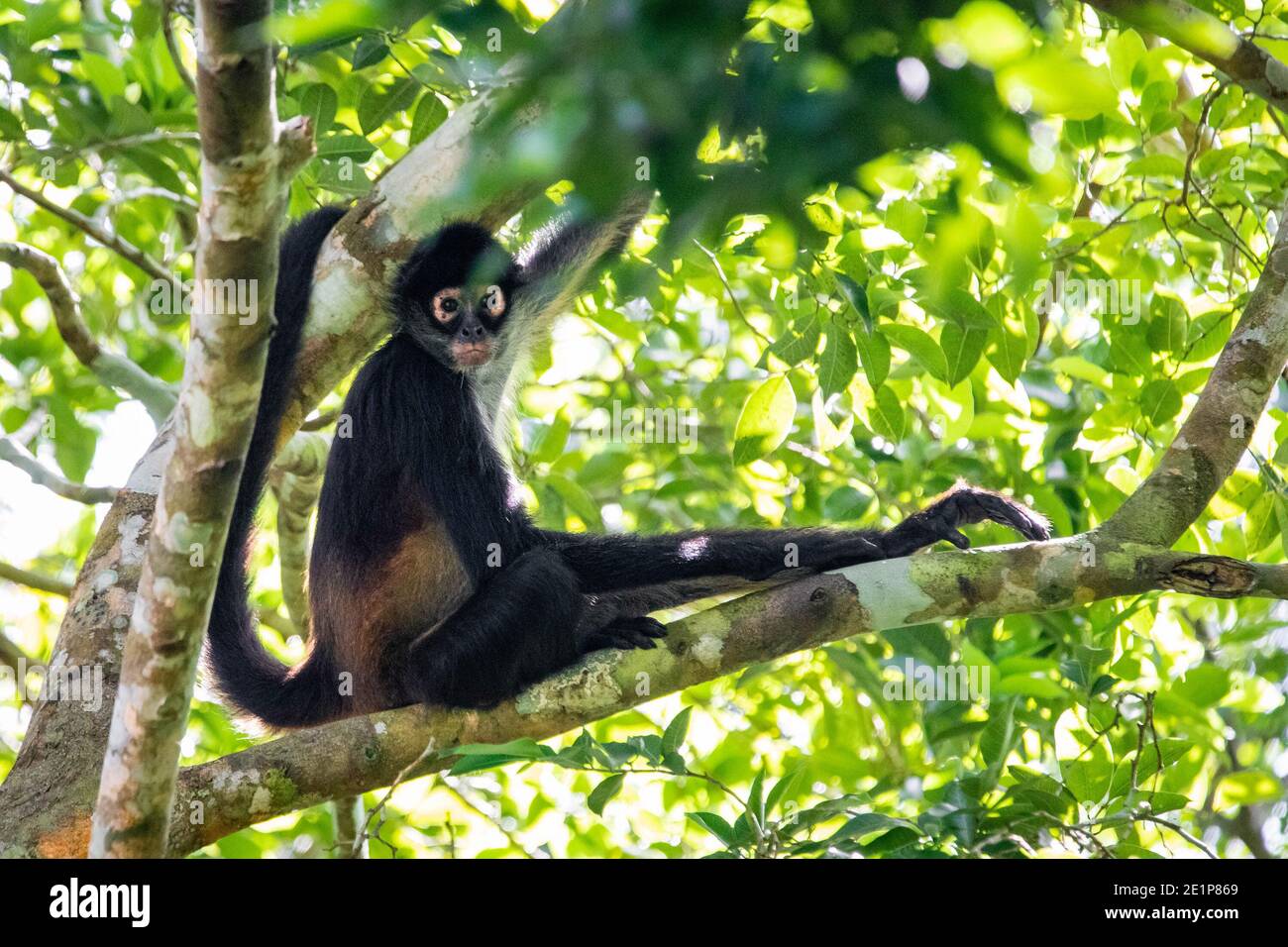 Cute adorable spider monkey close up natural habitat in jungle on the ...