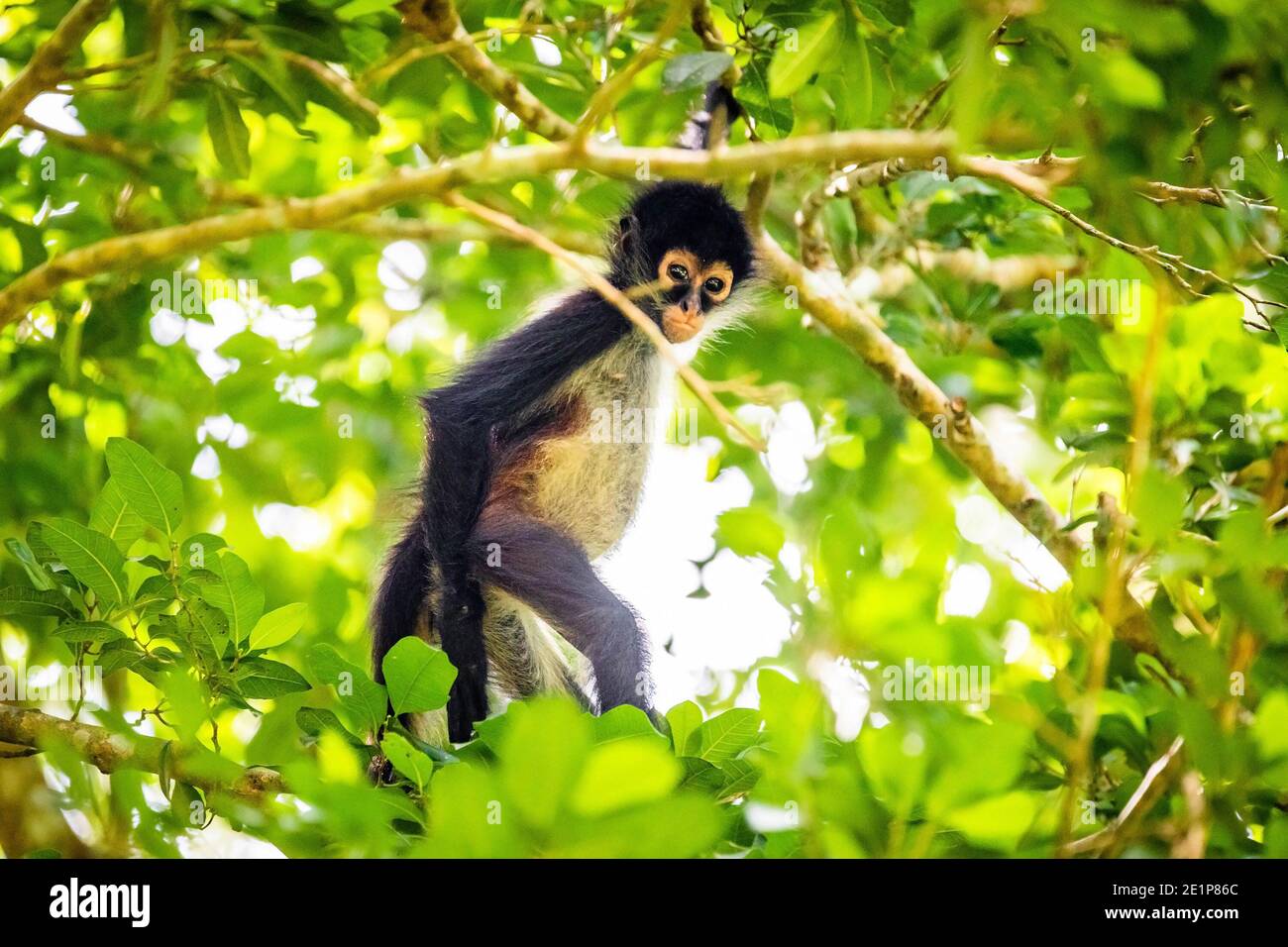Cute adorable spider monkey close up natural habitat in jungle on the ...