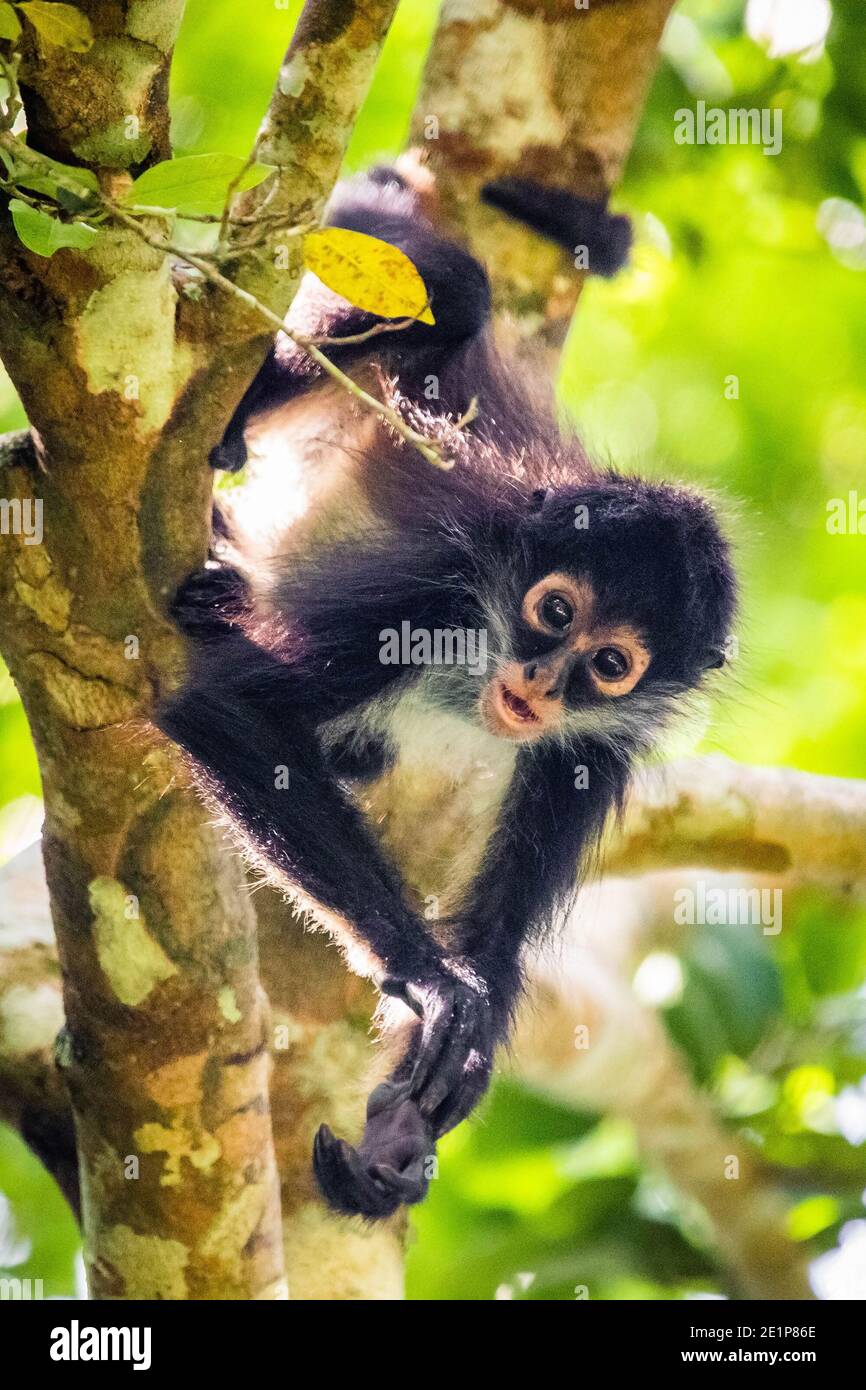 Cute adorable spider monkey close up natural habitat in jungle on the ...