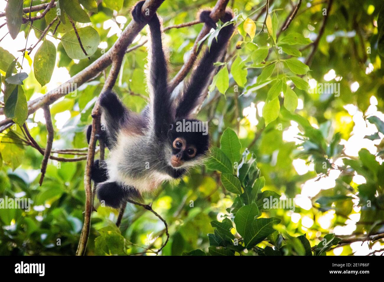 Cute adorable spider monkey close up natural habitat in jungle on the ...