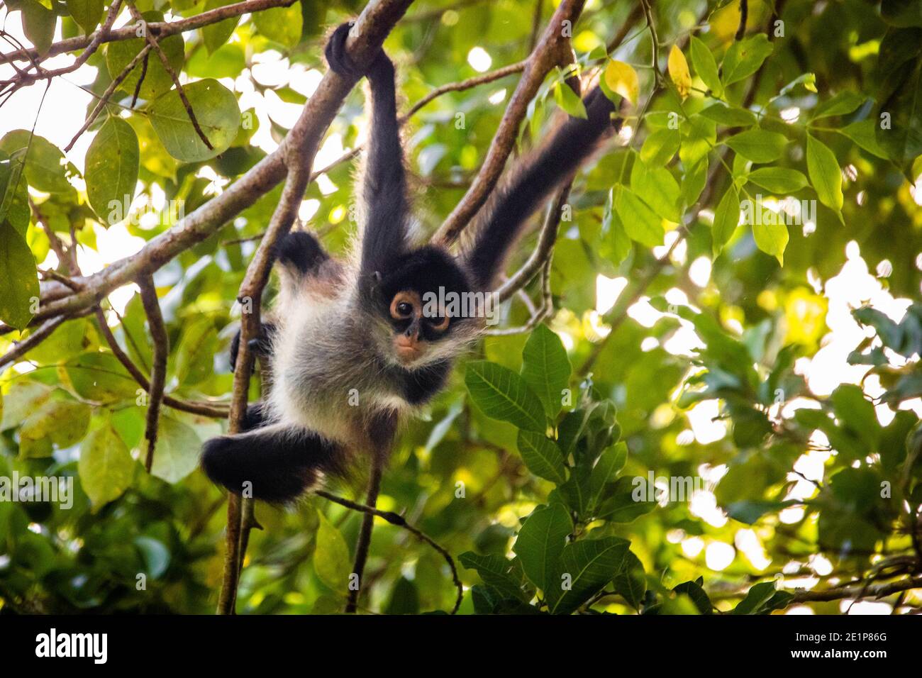 Cute adorable spider monkey close up natural habitat in jungle on the ...