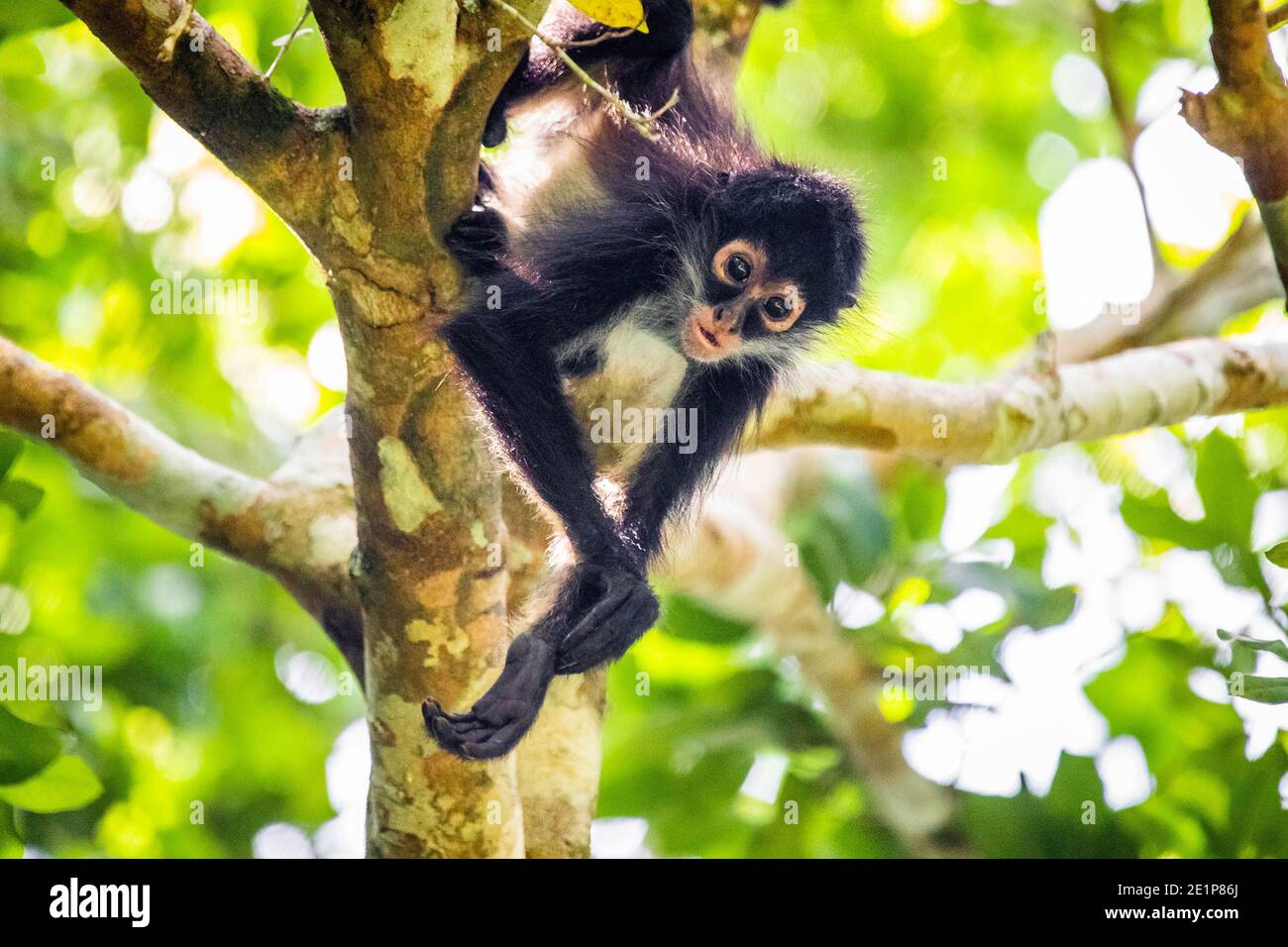 Cute adorable spider monkey close up natural habitat in jungle on the ...