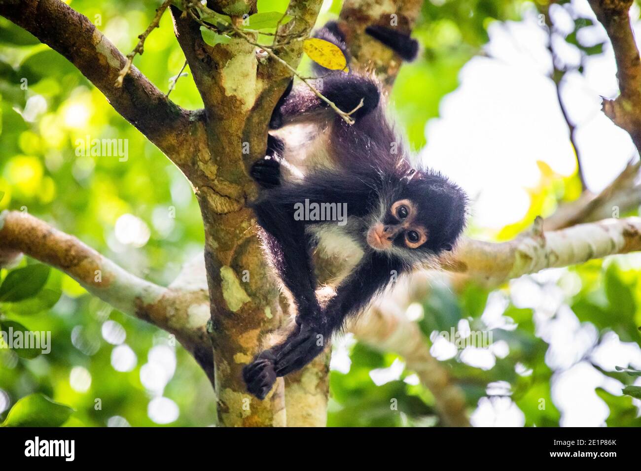 Cute adorable spider monkey close up natural habitat in jungle on the ...