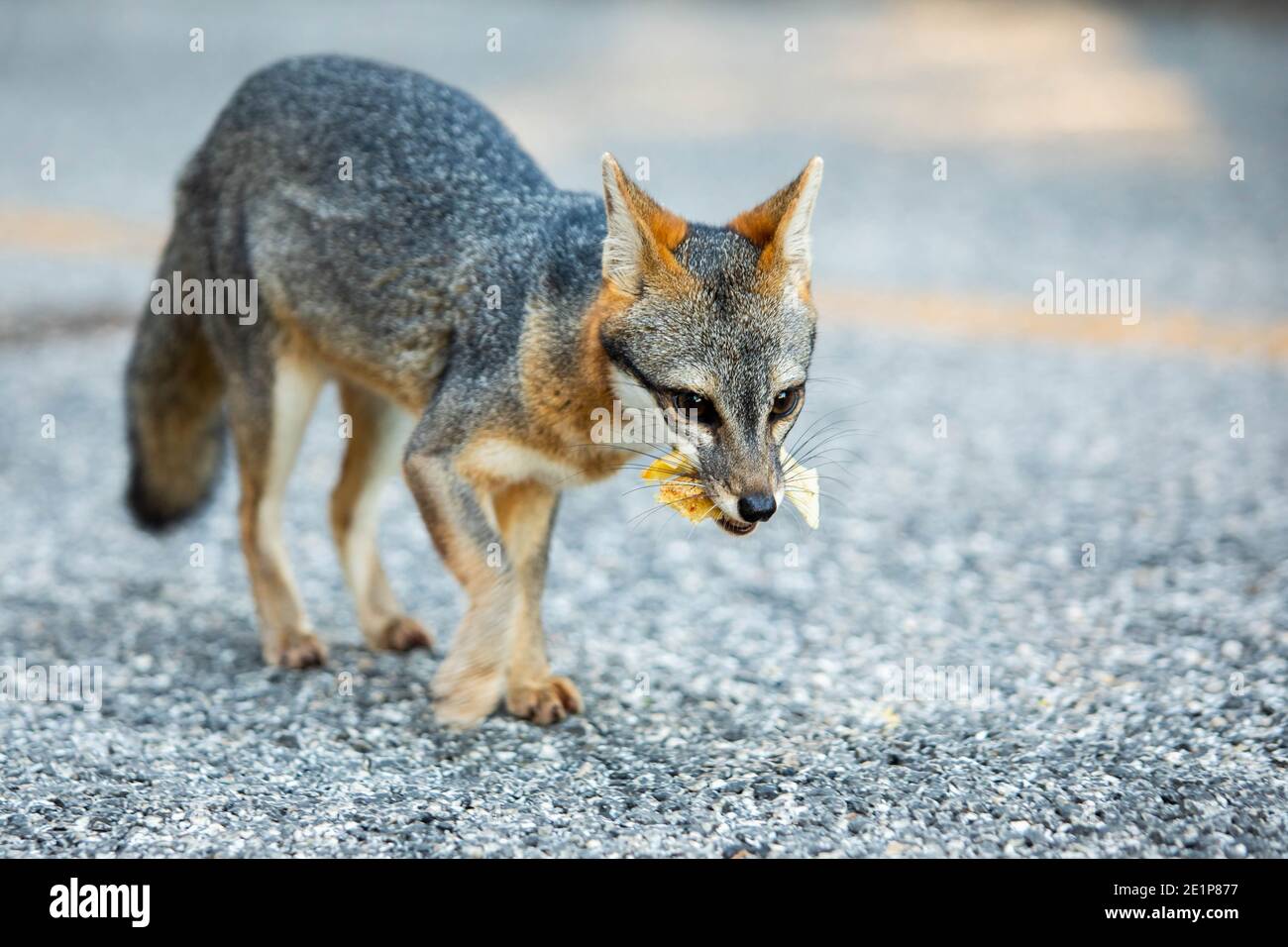 Cute looking gray fox isolated portrait in the mouth Stock Photo - Alamy