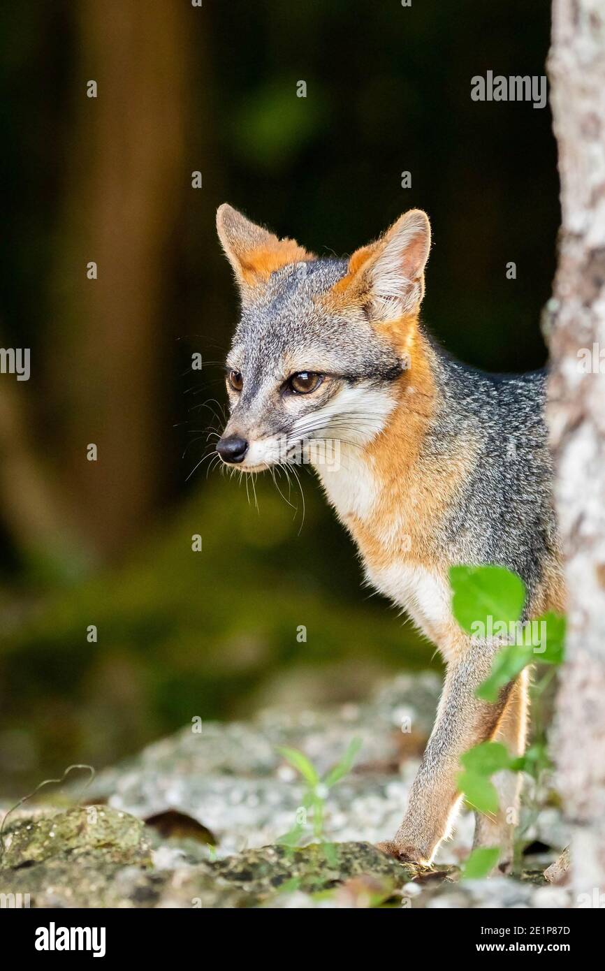 Cute looking gray fox isolated close up portrait in the jungle Stock ...