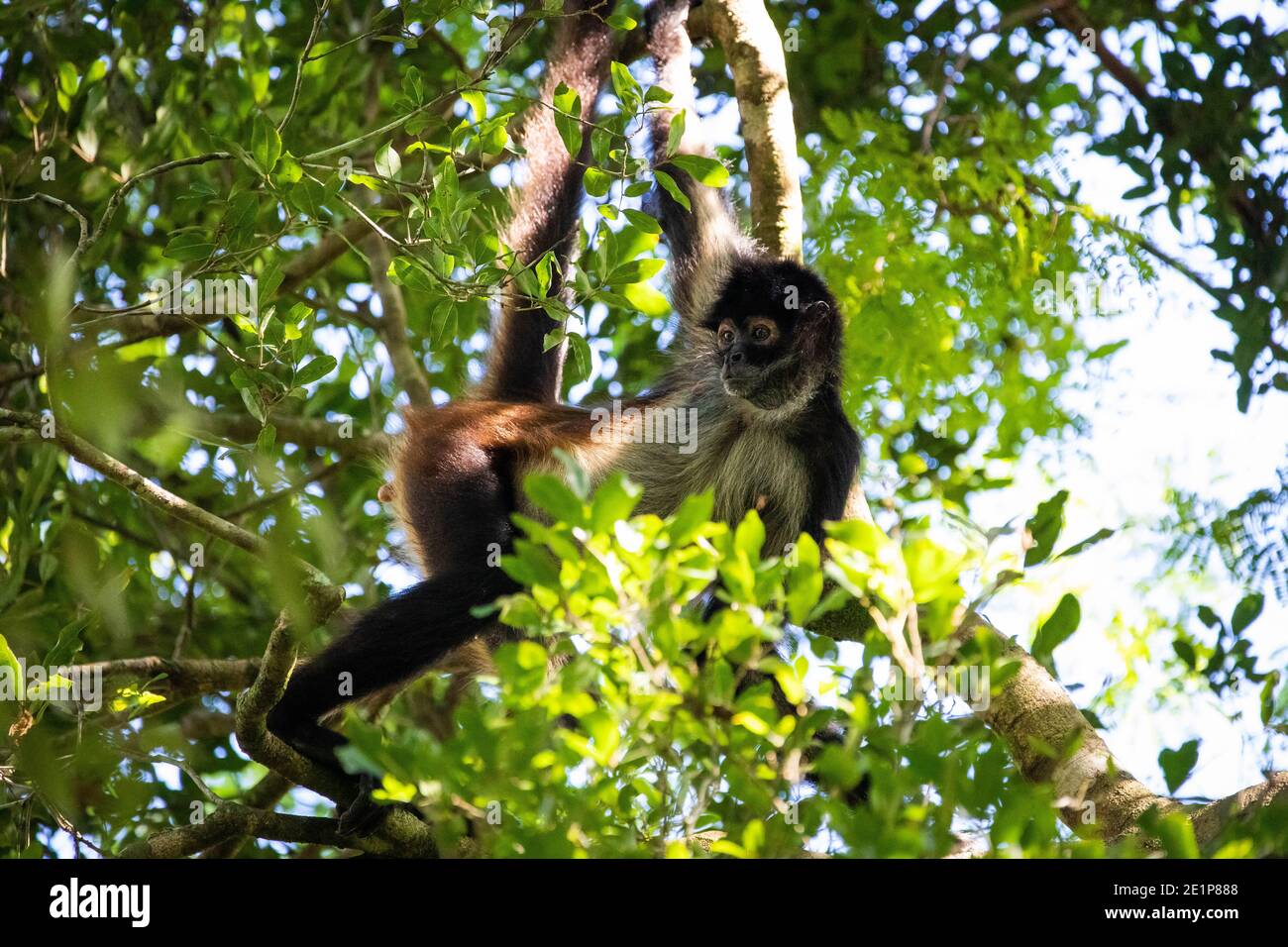 Cute adorable spider monkey close up natural habitat in jungle on the ...
