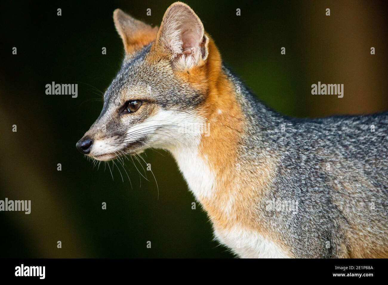 Cute looking gray fox isolated close up portrait in the jungle Stock ...