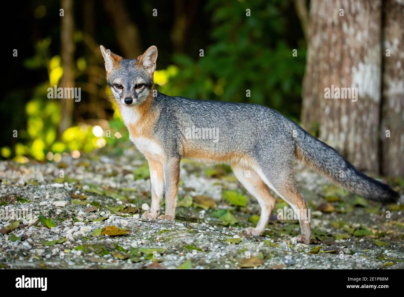 Cute looking gray fox isolated full size portrait in the jungle forest ...