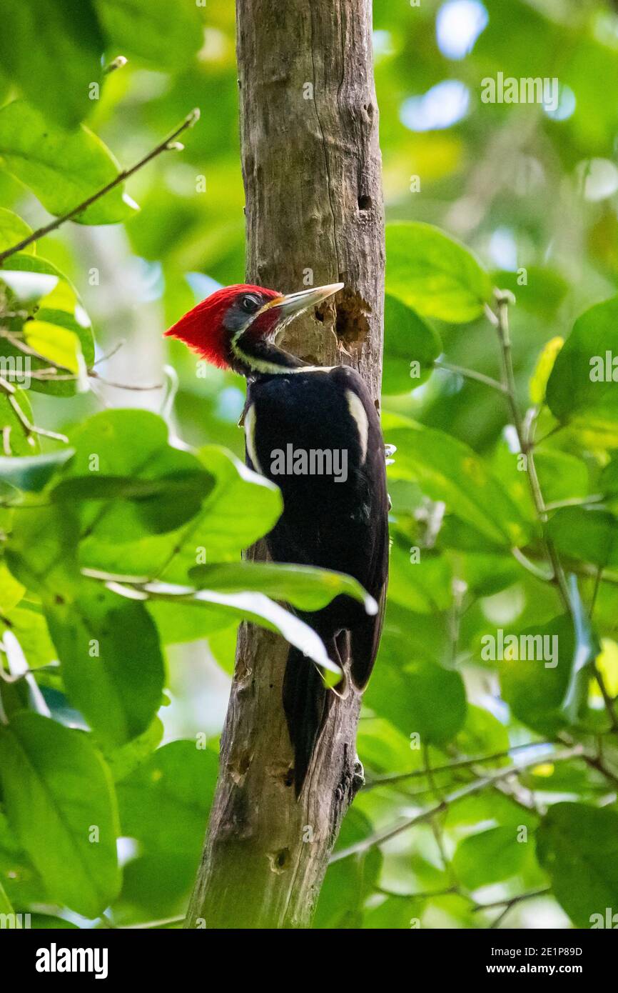 Pileated woodpecker flying hi-res stock photography and images - Alamy