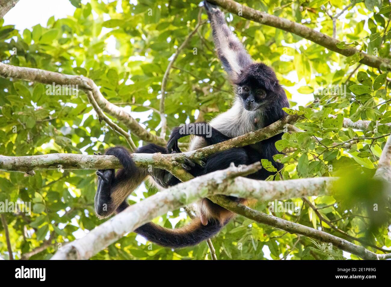 Cute adorable spider monkey close up natural habitat in jungle on the ...