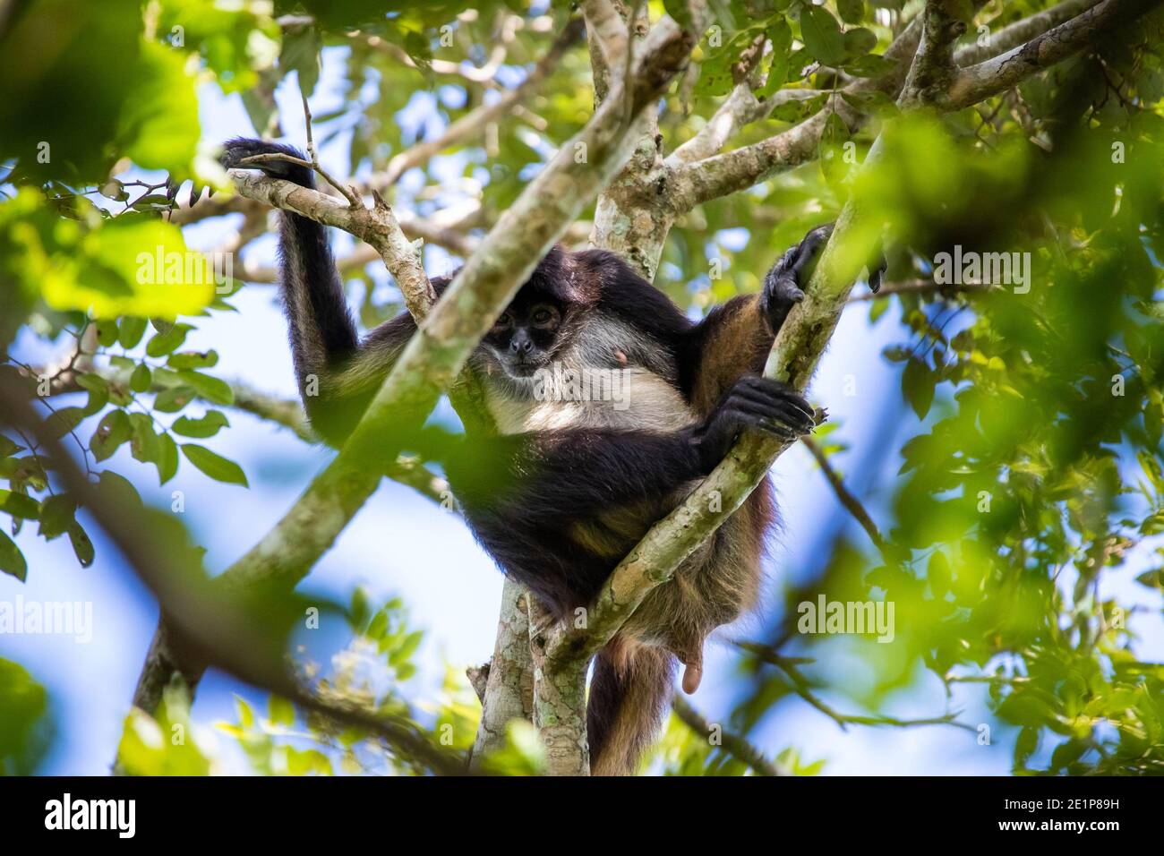 Cute adorable spider monkey close up natural habitat in jungle on the ...