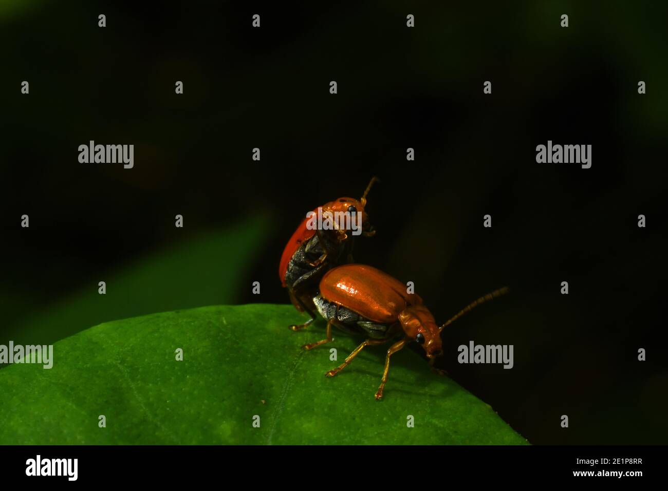 Melon beetles mating hi-res stock photography and images - Alamy