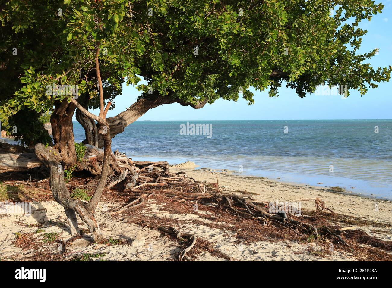 Beach trees hi-res stock photography and images - Alamy