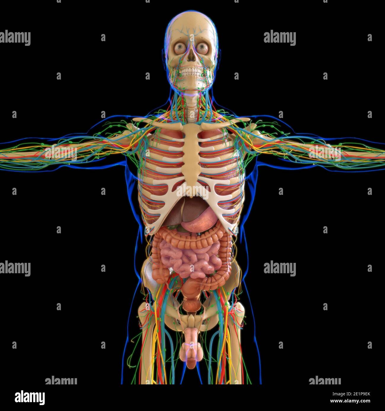 Medical Images Of The Human Body