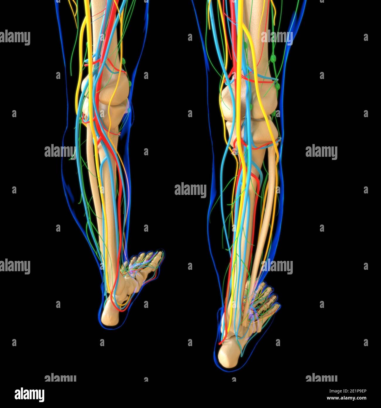 Human large intestine and veins hi-res stock photography and images - Alamy