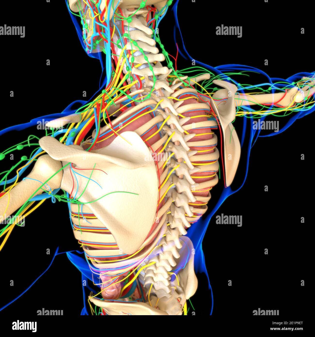 Human Anatomy With Skeleton System For Medical Concept 3D Illustration ...