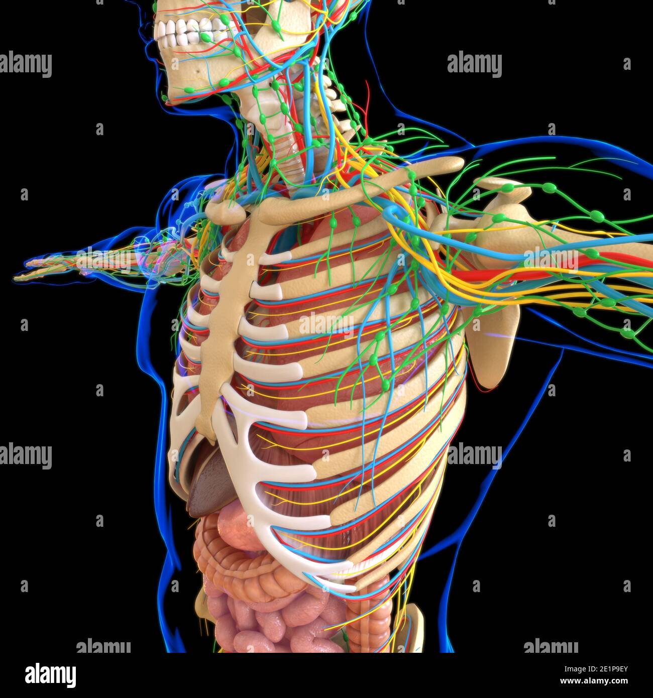 Human Anatomy With Skeleton System For Medical Concept 3D Illustration ...