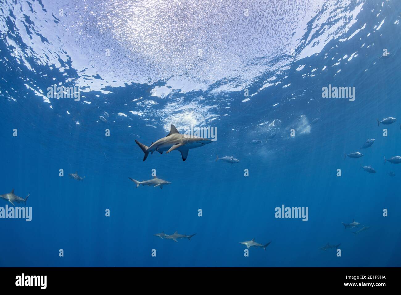 Skipjack tuna underwater hi-res stock photography and images - Alamy