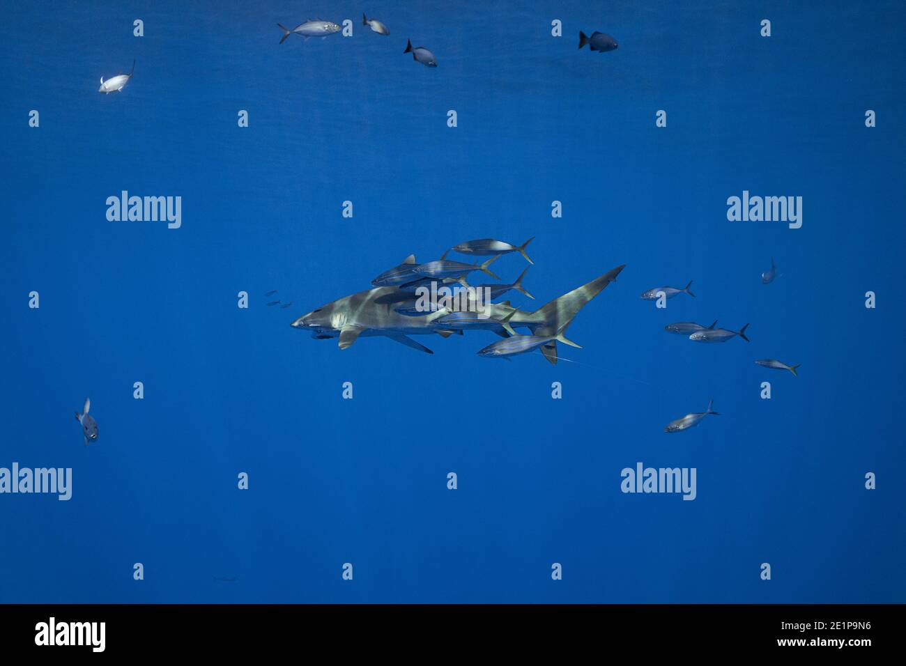 Silky shark hi-res stock photography and images - Alamy