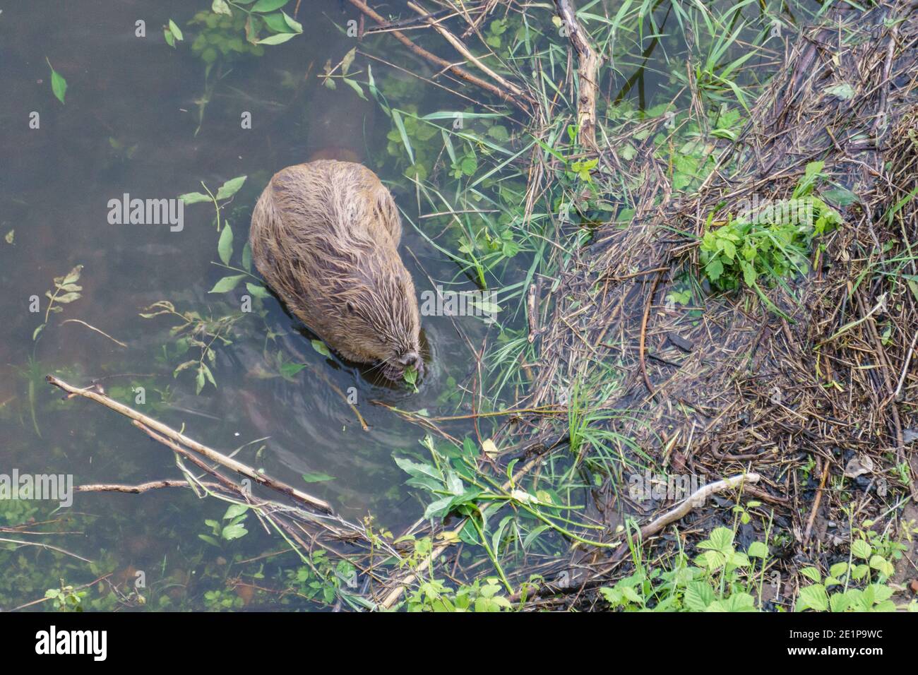 Beaver food animal wildlife hi-res stock photography and images - Alamy