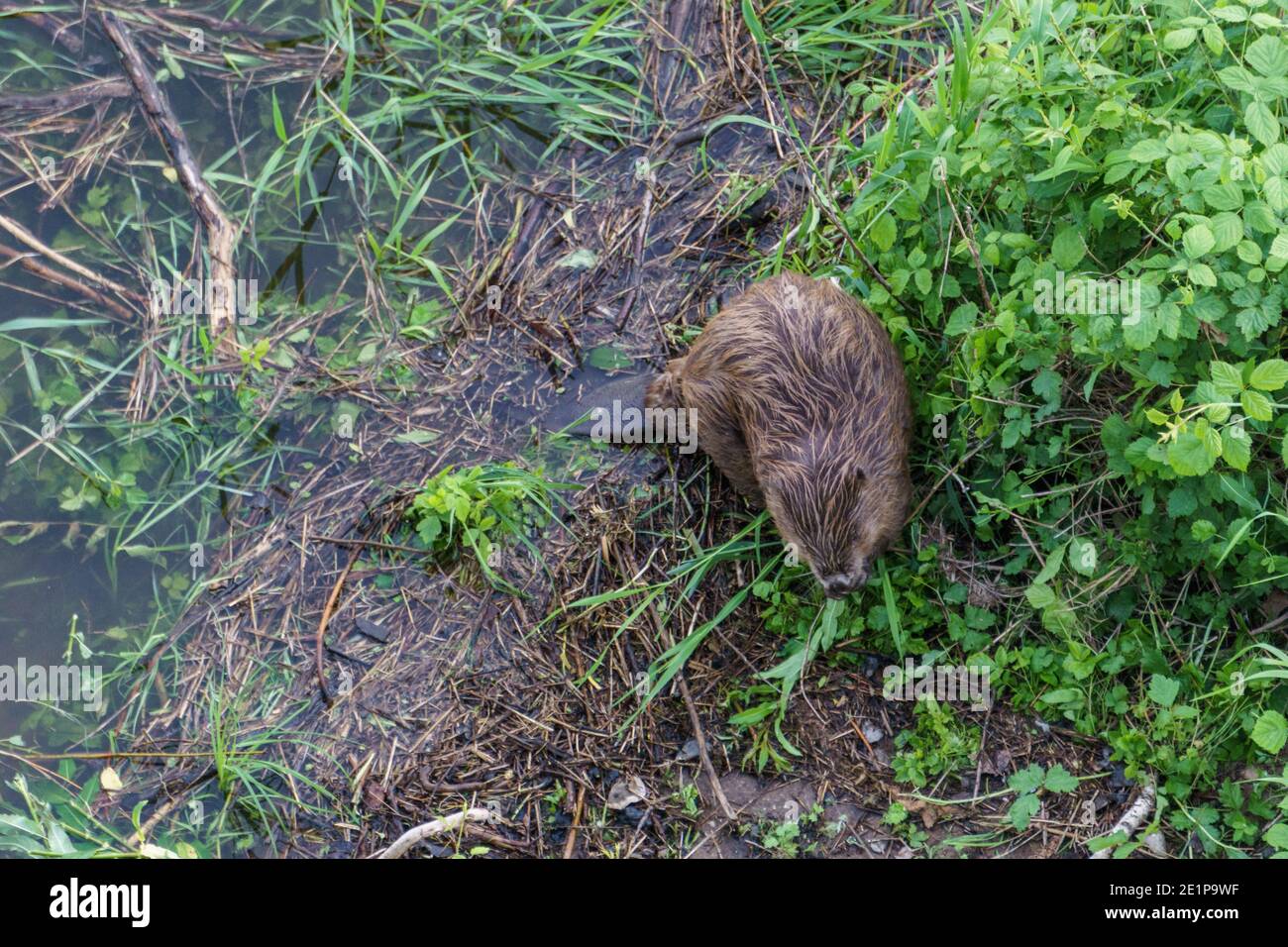 High angle view at beaver in river with green plants Stock Photo - Alamy