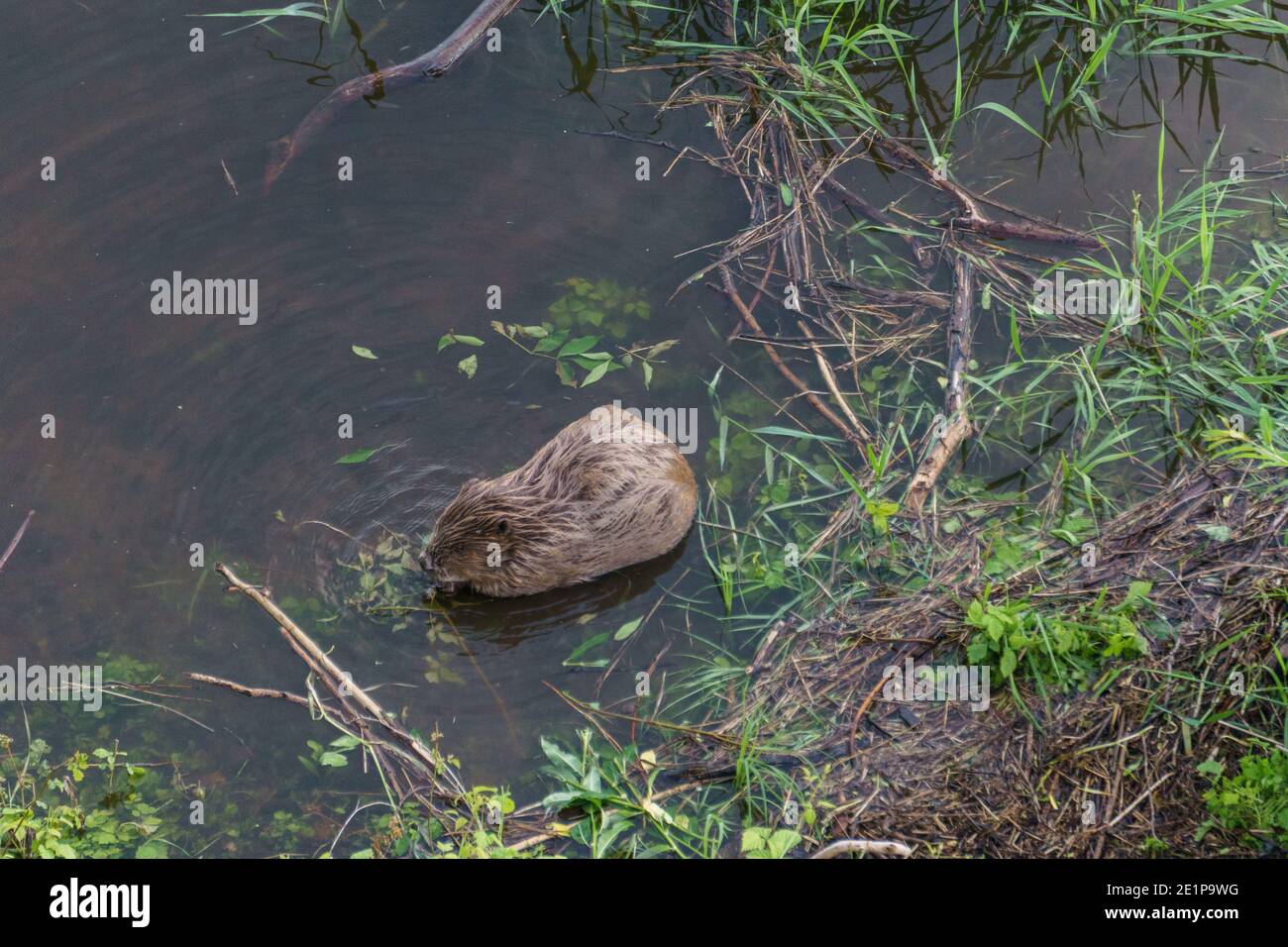 Beaver food animal wildlife hi-res stock photography and images - Alamy
