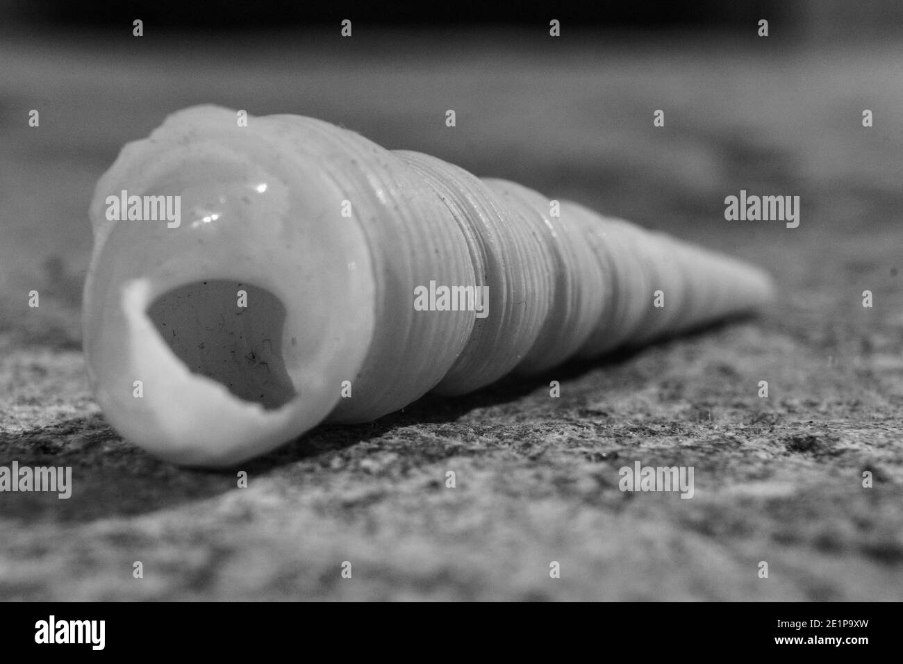 Spiral seashell black white hi-res stock photography and images - Alamy