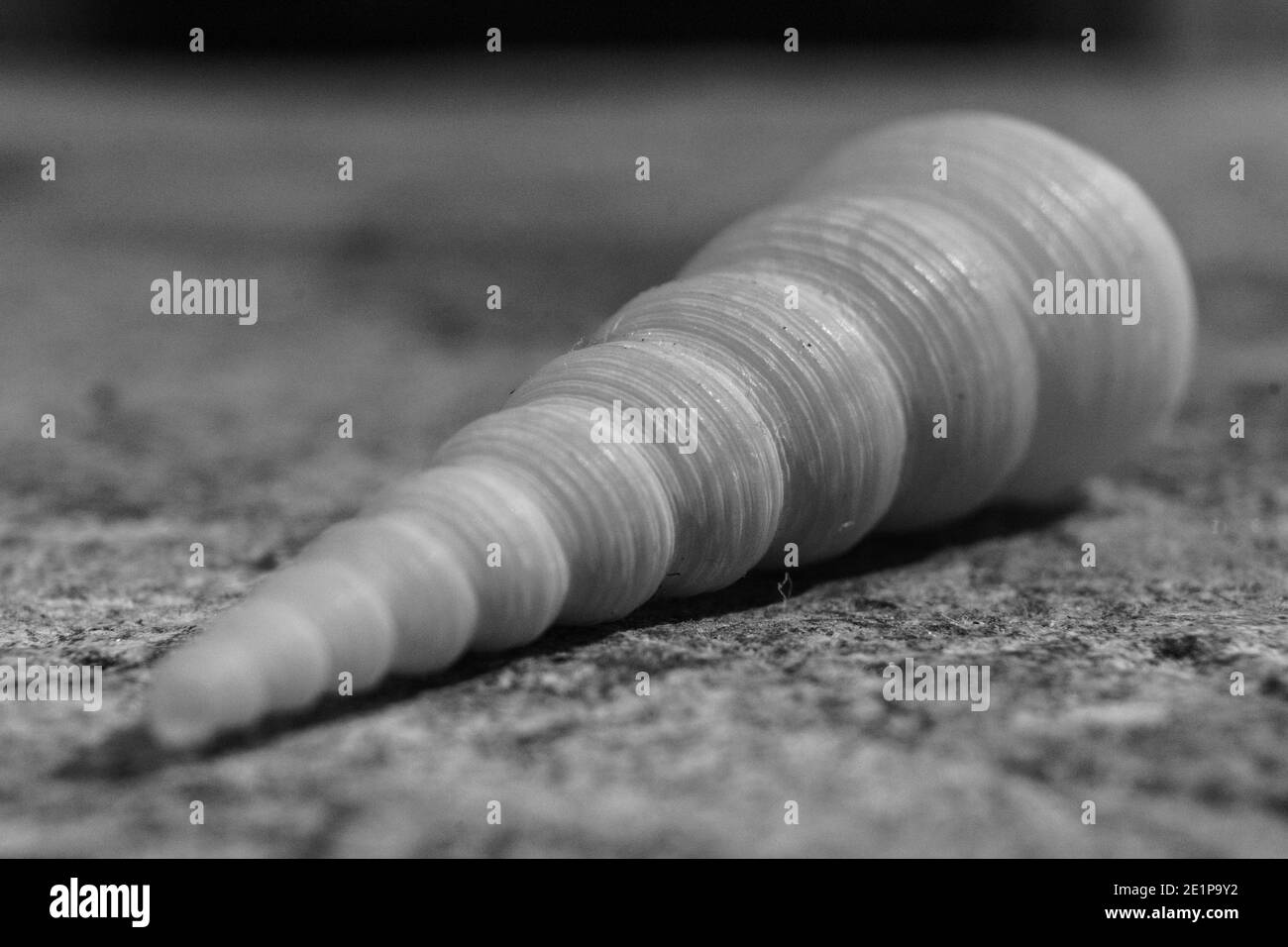 Spiral seashell black white hi-res stock photography and images - Alamy