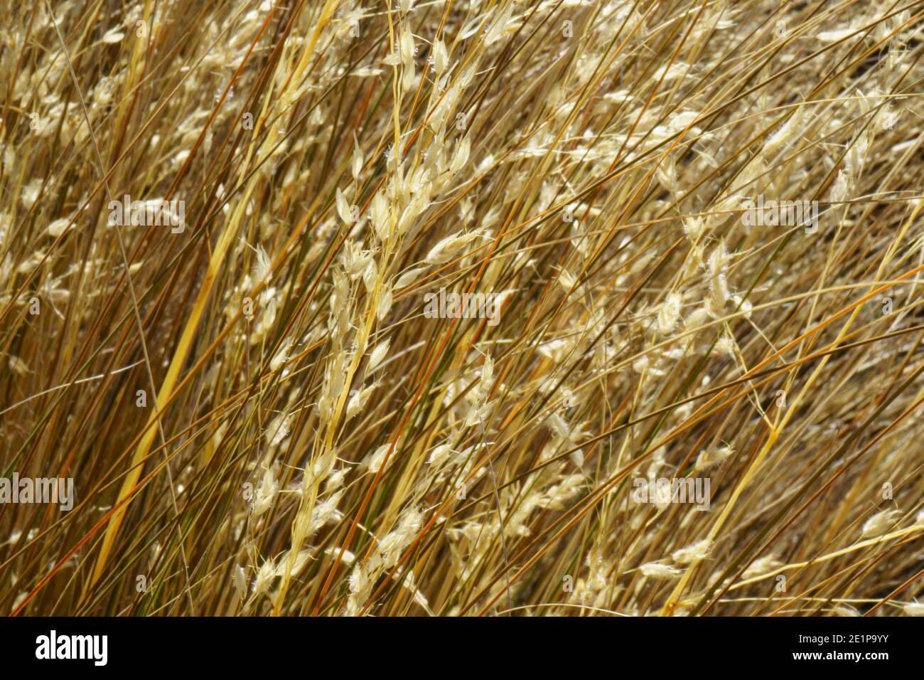 Golden grass in summer closeup of stems, leaves and seeds for ...
