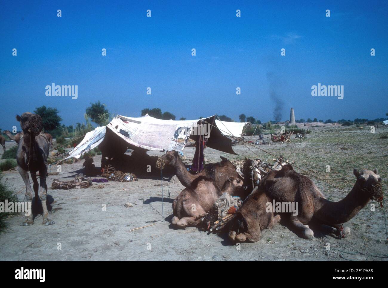 Nomad camp with camels in Baluchistan, 1981 Stock Photo - Alamy