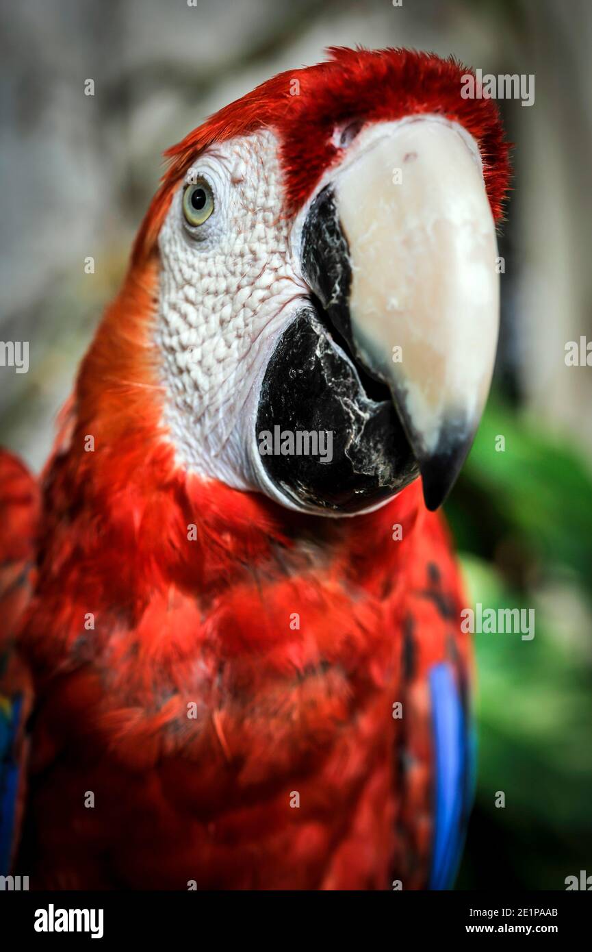 Scarlet macaw parrot Stock Photo - Alamy