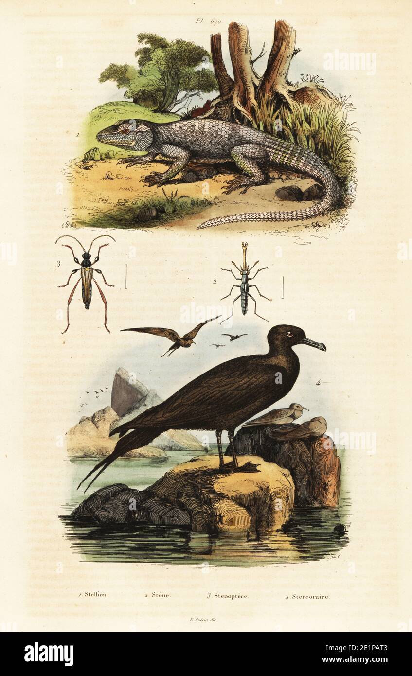 Stenus beetle hi-res stock photography and images - Alamy