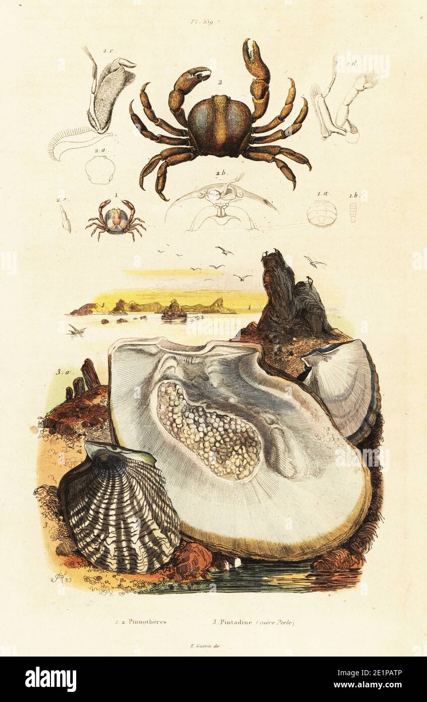 Pea crab, Pinnotheres pisum 1,2, and pearl-oyster, Pinctada radiata 3 ...
