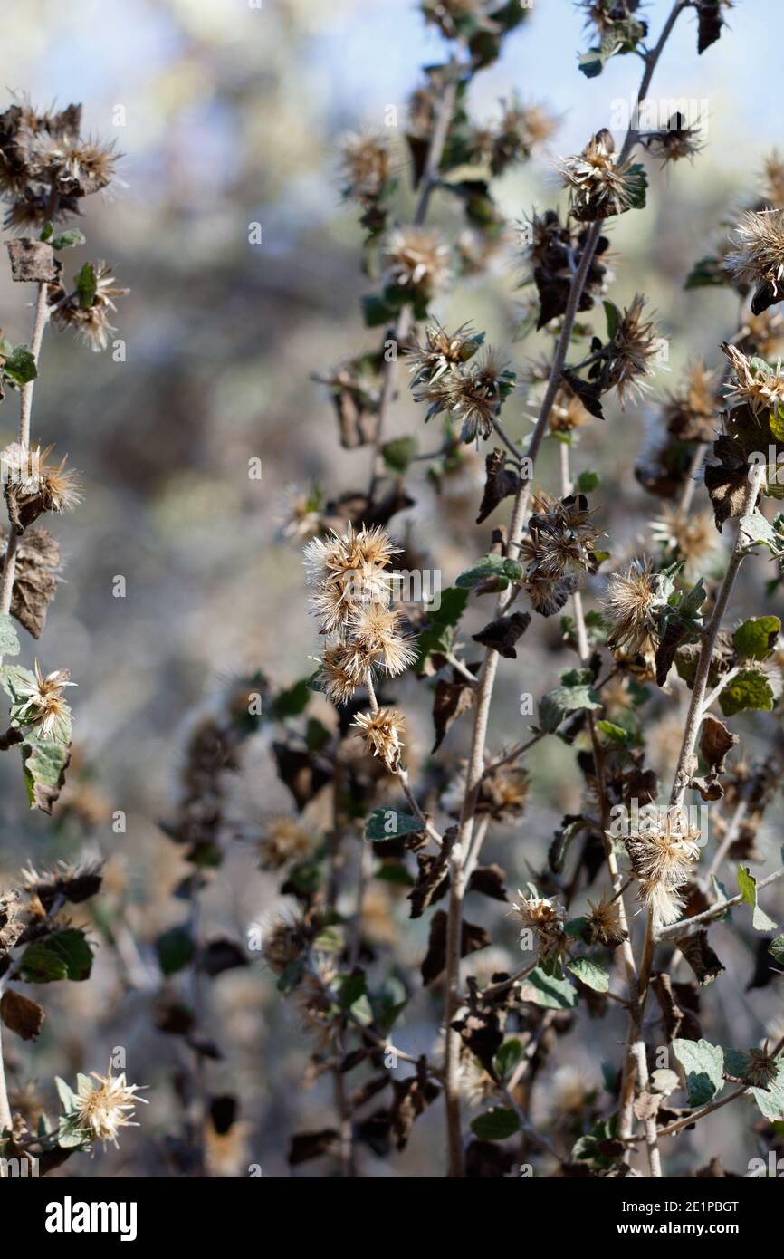 White achene fruit, California Brickellbush, Brickellia Californica ...