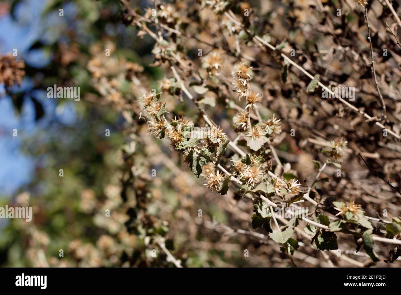 White achene fruit, California Brickellbush, Brickellia Californica ...